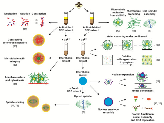 The Cytoskeleton and Its Roles in Self-Organization Phenomena: Insights from Xenopus Egg Extracts