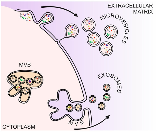 Extracellular Vehicles of Oxygen-Depleted Mesenchymal Stromal Cells ...