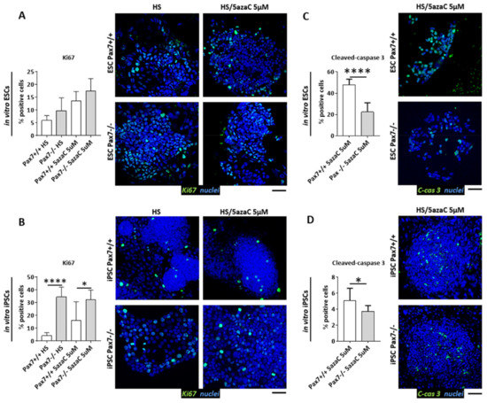 PAX7 Balances the Cell Cycle Progression via Regulating Expression of ...