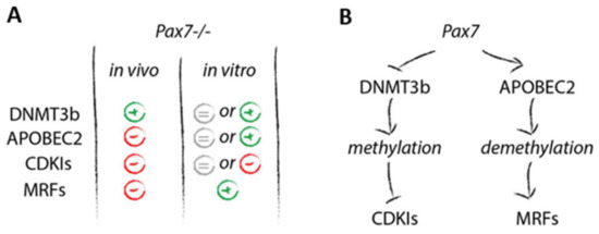 PAX7 Balances the Cell Cycle Progression via Regulating Expression of ...