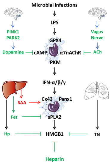 Endogenous Regulation and Pharmacological Modulation of Sepsis-Induced HMGB1 Release and Action ...