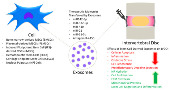 Cells | Free Full-Text | Stem Cells and Exosomes: New Therapies for Intervertebral Disc Degeneration