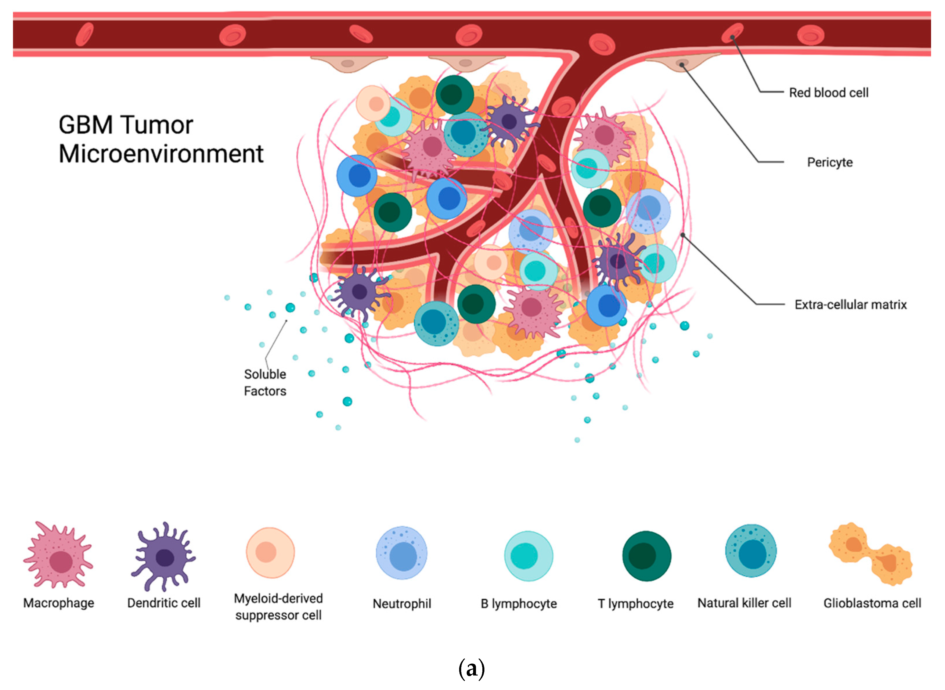 Cells Free Full Text The Interplay Between Glioblastoma And Its