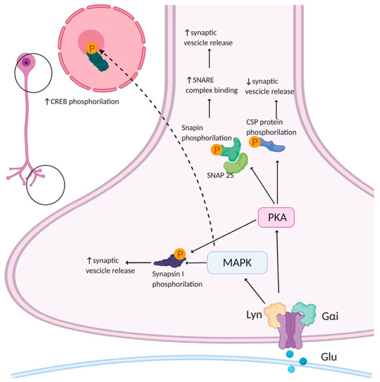 Presynaptic AMPA Receptors in Health and Disease