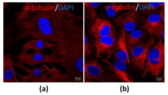 The Function of Cumulus Cells in Oocyte Growth and Maturation and in ...