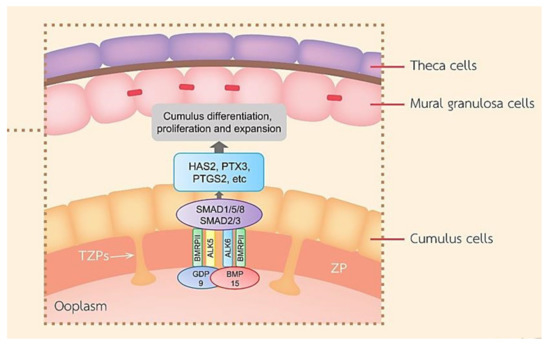 The Function of Cumulus Cells in Oocyte Growth and Maturation and in ...
