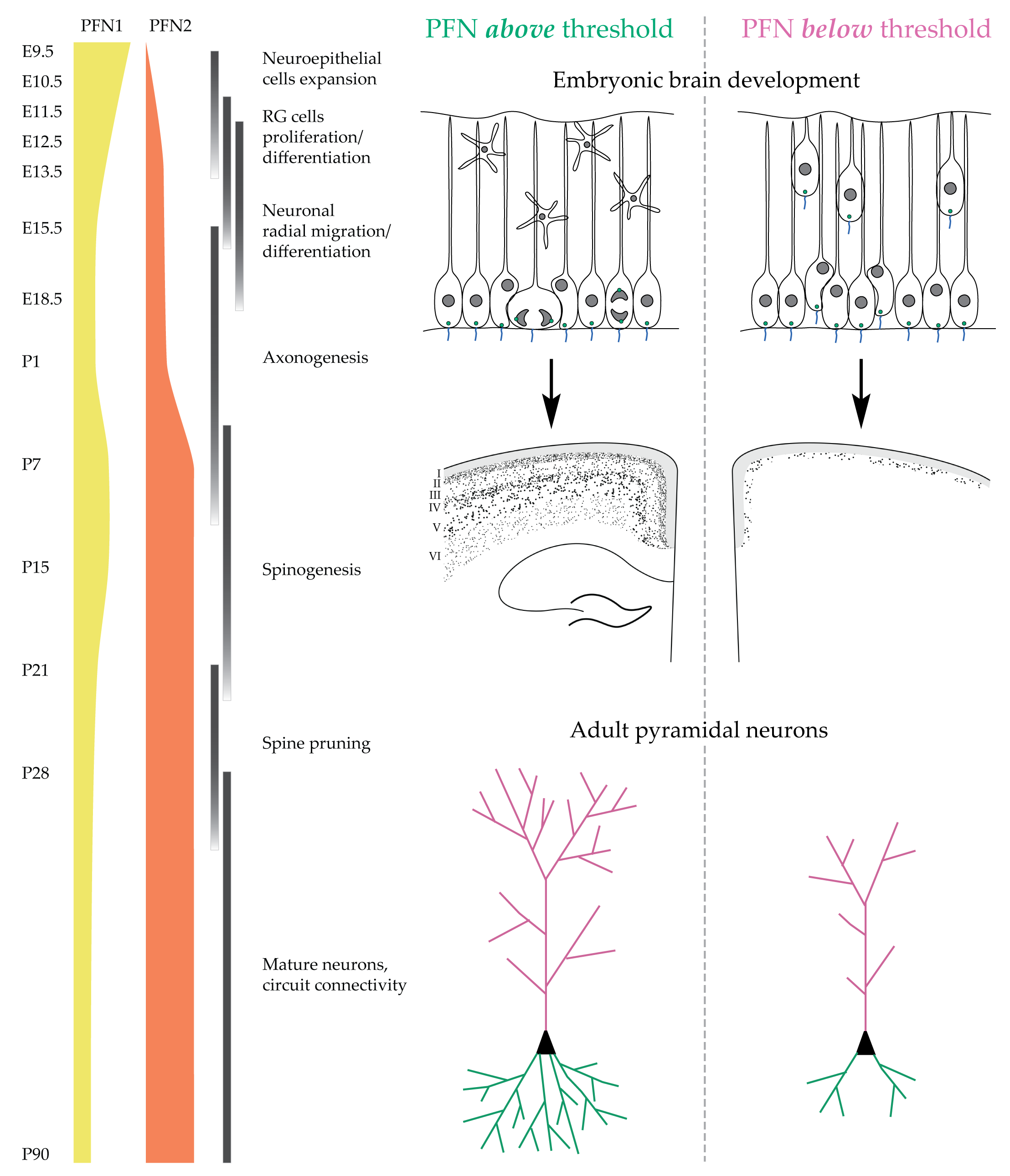 Cells | Free Full-Text | Specificity and Redundancy of Profilin 1 and 2 ...