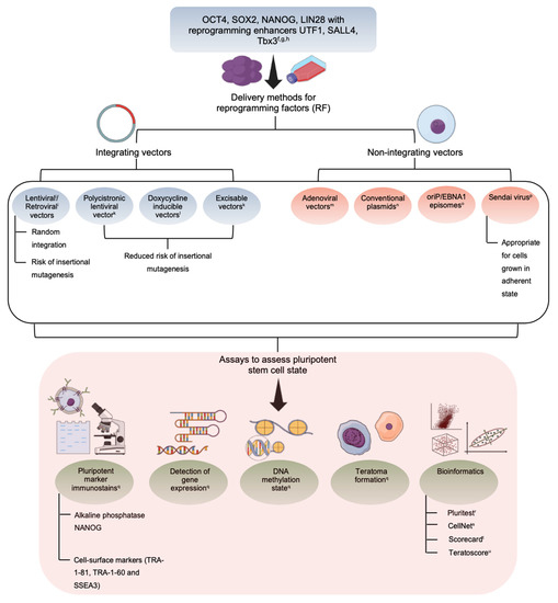 Induced Pluripotent Stem Cells (iPSCs)—Roles in Regenerative Therapies ...