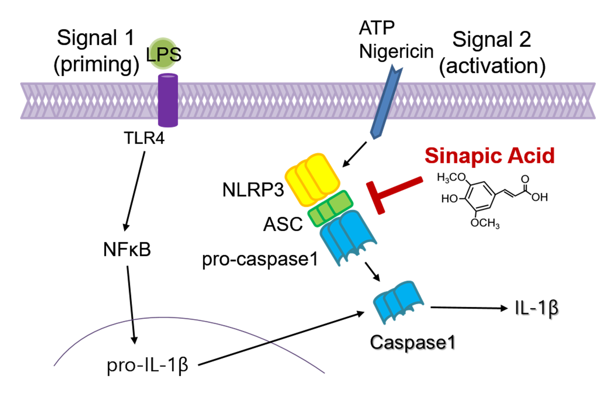 Cells | Free Full-Text | Sinapic Acid Controls Inflammation by ...
