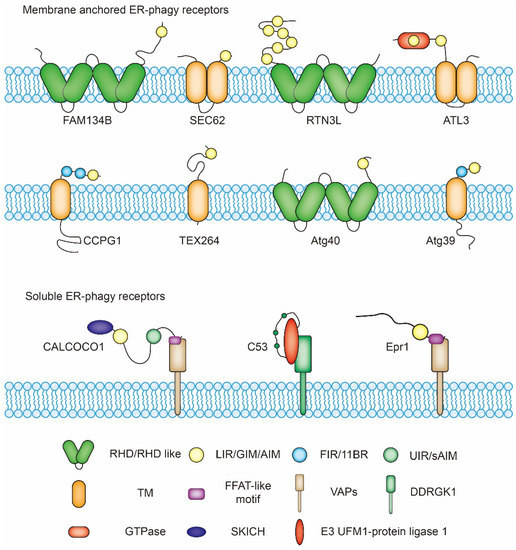 Advances in ER-Phagy and Its Diseases Relevance