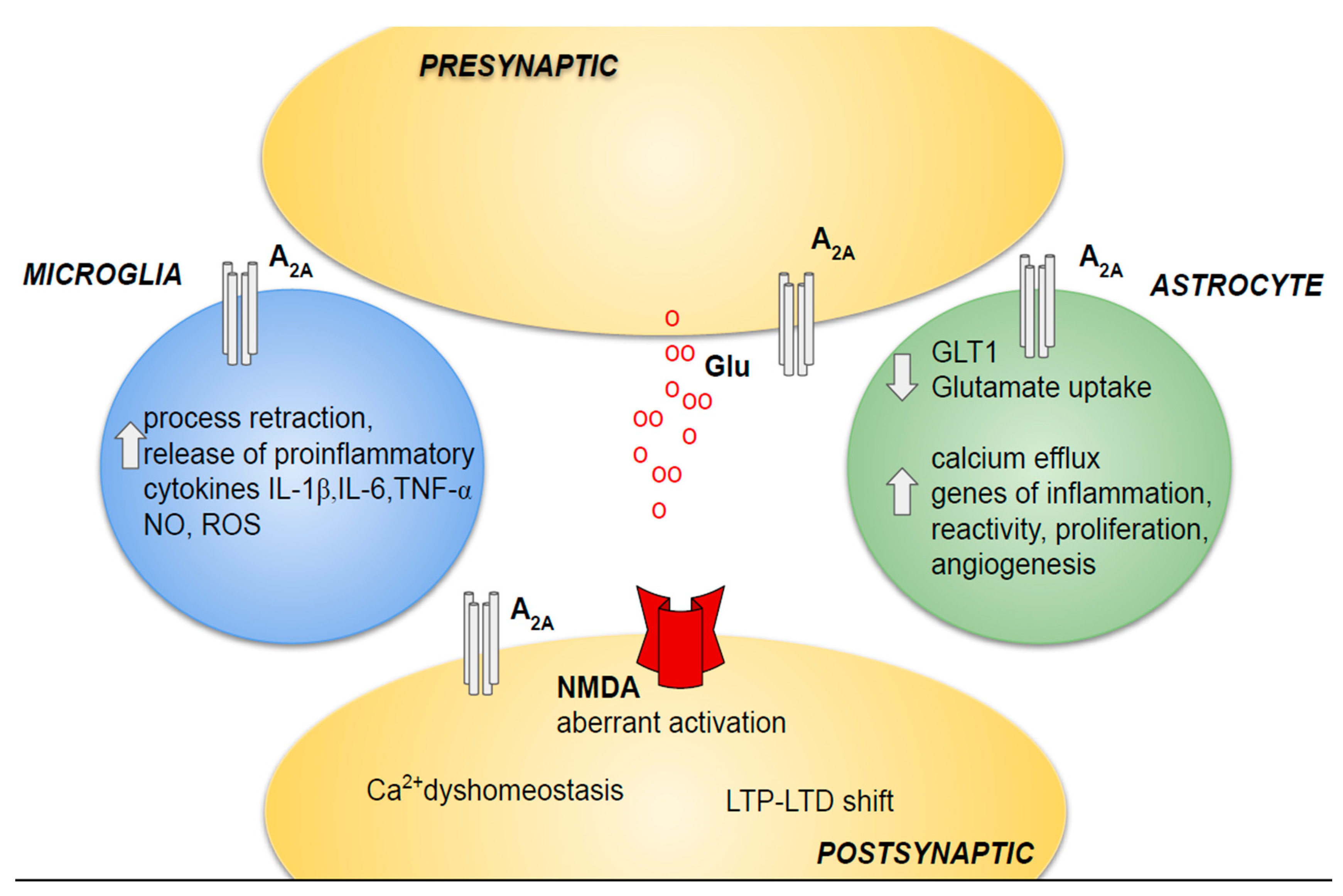 A2A Adenosine Receptor as a Potential Biomarker and a Possible ...