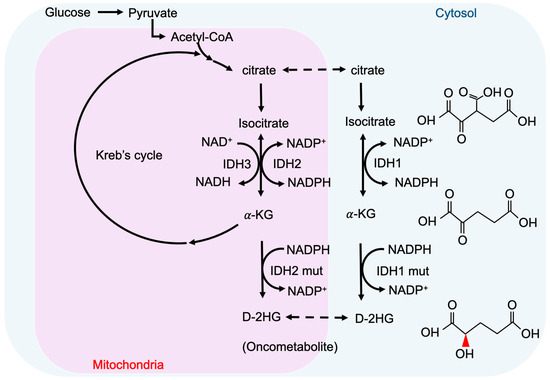 D-2-Hydroxyglutarate in Glioma Biology