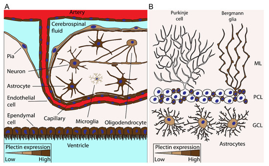 Plectin in the Central Nervous System and a Putative Role in Brain ...