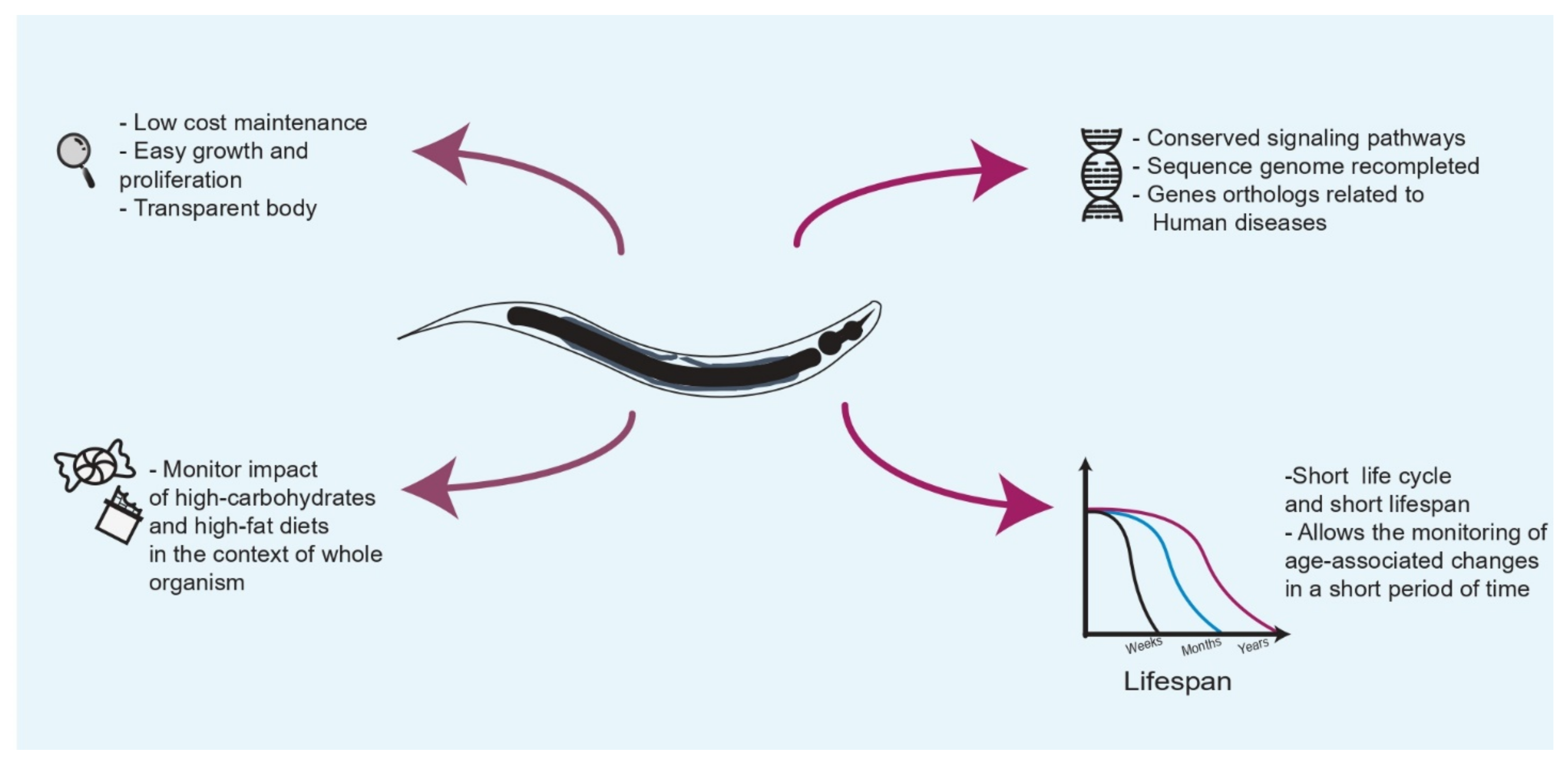 Effects of High Dietary Carbohydrate and Lipid Intake on the Lifespan ...