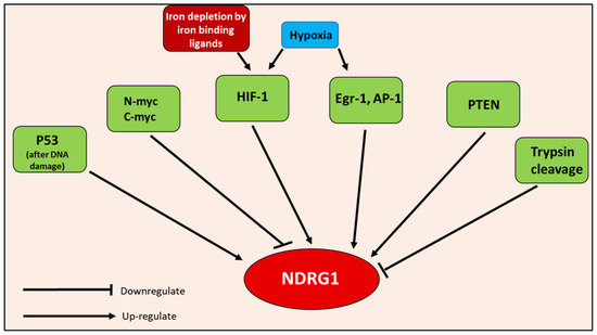 The Oncogenic Signaling Disruptor, NDRG1: Molecular and Cellular ...