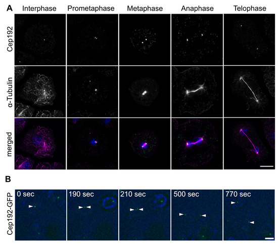 Cep192, a Novel Missing Link between the Centrosomal Core and Corona in ...