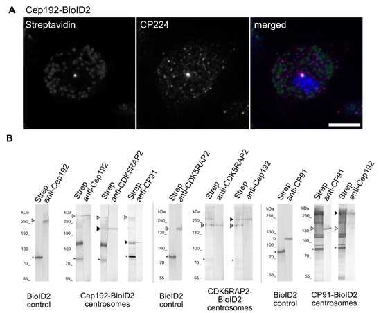 Cep192, a Novel Missing Link between the Centrosomal Core and Corona in ...