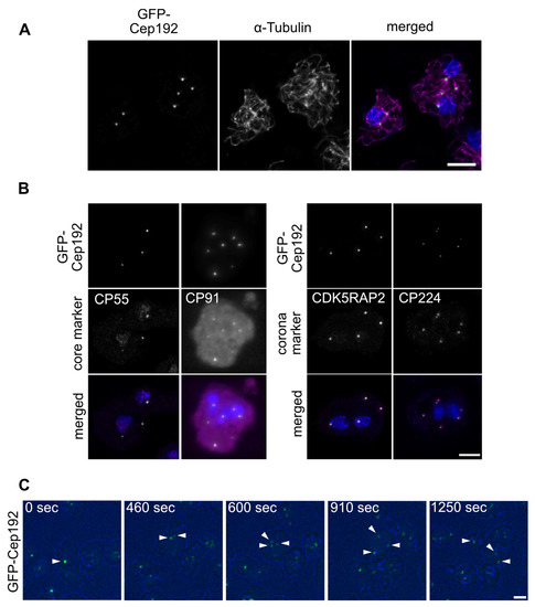 Cep192, a Novel Missing Link between the Centrosomal Core and Corona in ...