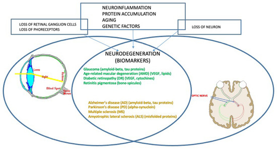 Ocular Neurodegenerative Diseases: Interconnection between Retina and ...