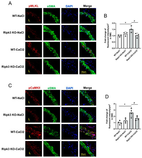 Cells | An Open Access Journal from MDPI
