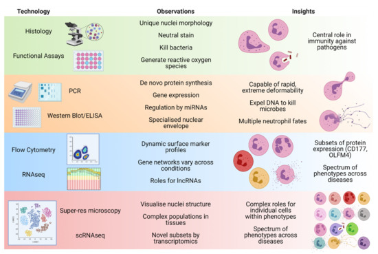 Current Understanding of the Neutrophil Transcriptome in Health and Disease
