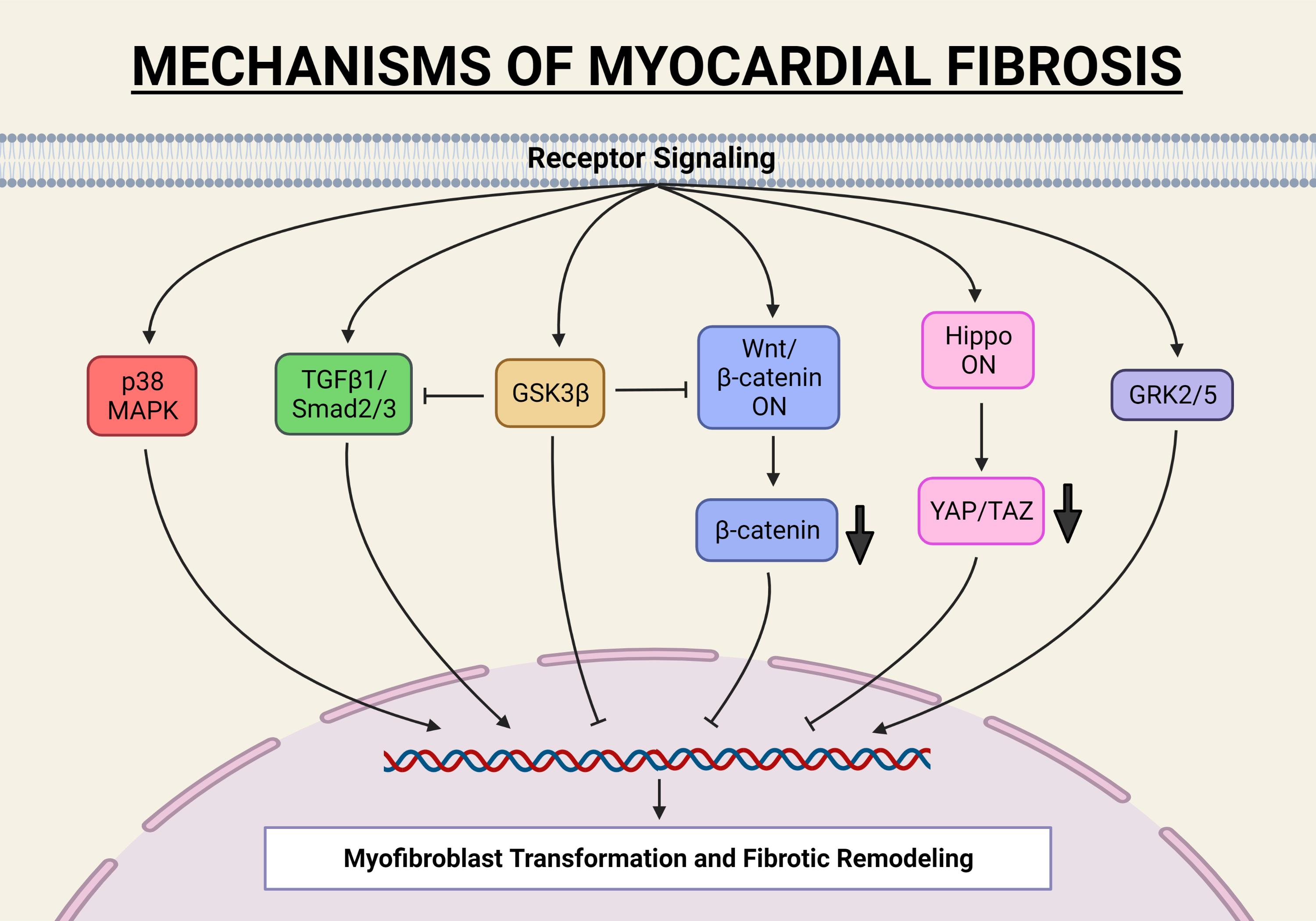Cells | Free Full-Text | Mechanisms of Fibroblast Activation and ...