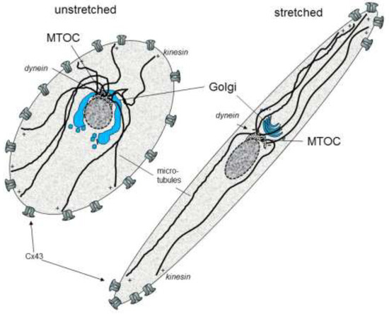 Remodeling of Cardiac Gap Junctional Cell–Cell Coupling