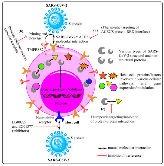 Cells | Free Full-Text | Host Cell and SARS-CoV-2-Associated Molecular ...