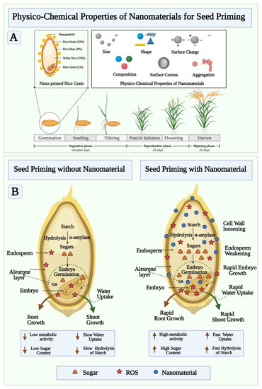 Sustainable Agriculture through Multidisciplinary Seed Nanopriming: Prospects of Opportunities ...