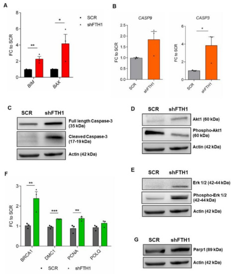 Uncovering the Metabolic and Stress Responses of Human Embryonic Stem ...
