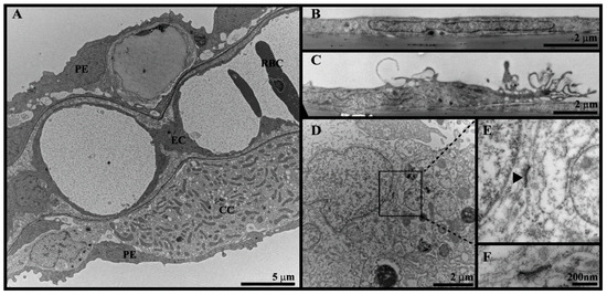 Establishment and Characterization of a Novel Gill Cell Line, LG-1 ...
