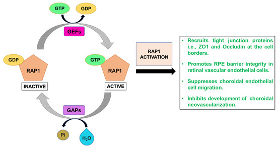 Potential Therapeutic Candidates for Age-Related Macular Degeneration (AMD)