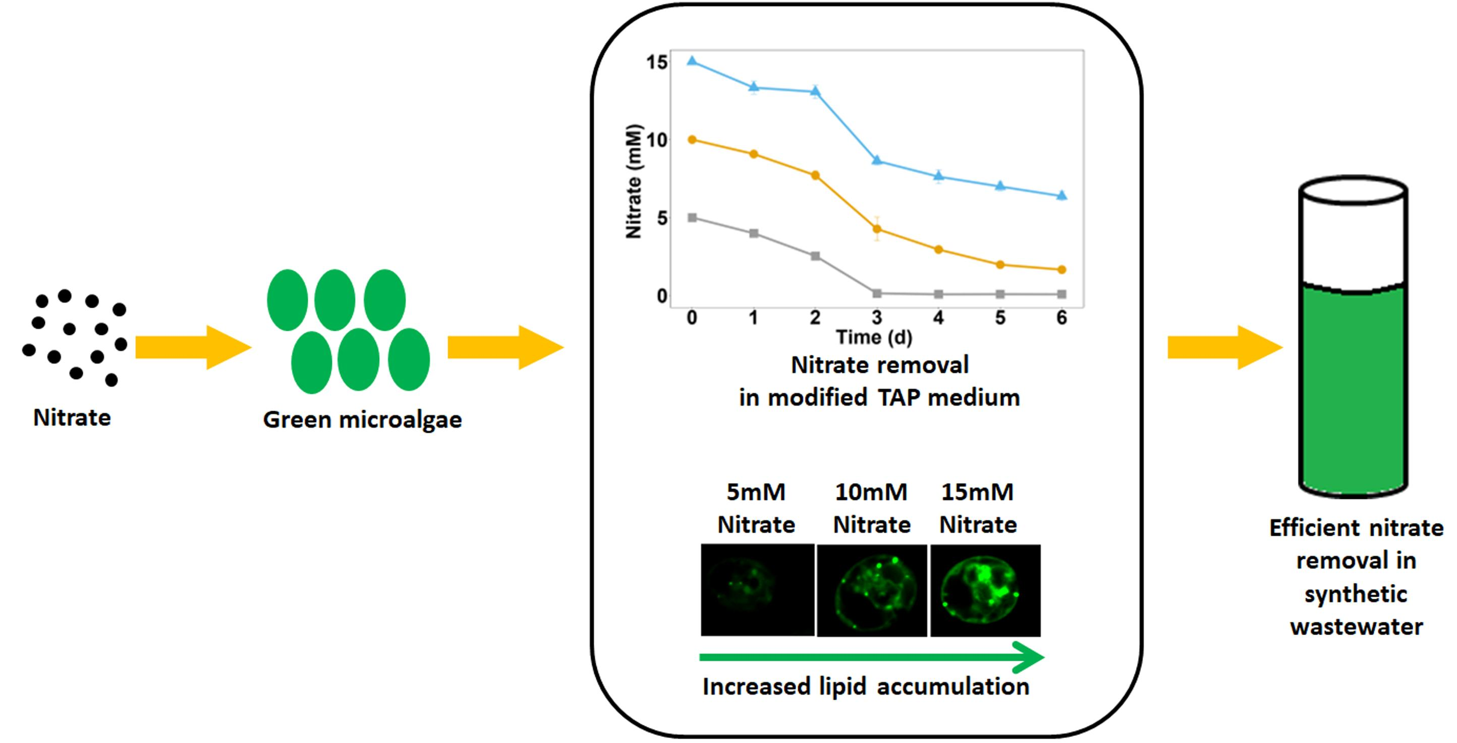 Cells | Free Full-Text | Assessment of Nitrate Removal Capacity of Two ...