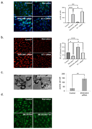 Role of the Transcriptional Repressor Zinc Finger with KRAB and SCAN ...