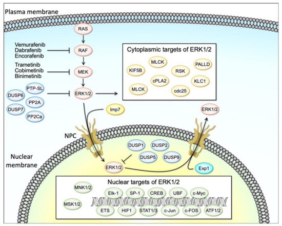 ERK: A Double-Edged Sword in Cancer. ERK-Dependent Apoptosis as a ...