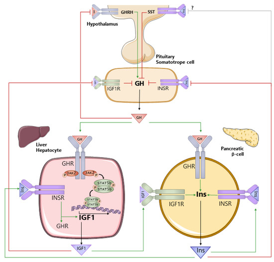 Towards Understanding the Direct and Indirect Actions of Growth Hormone ...