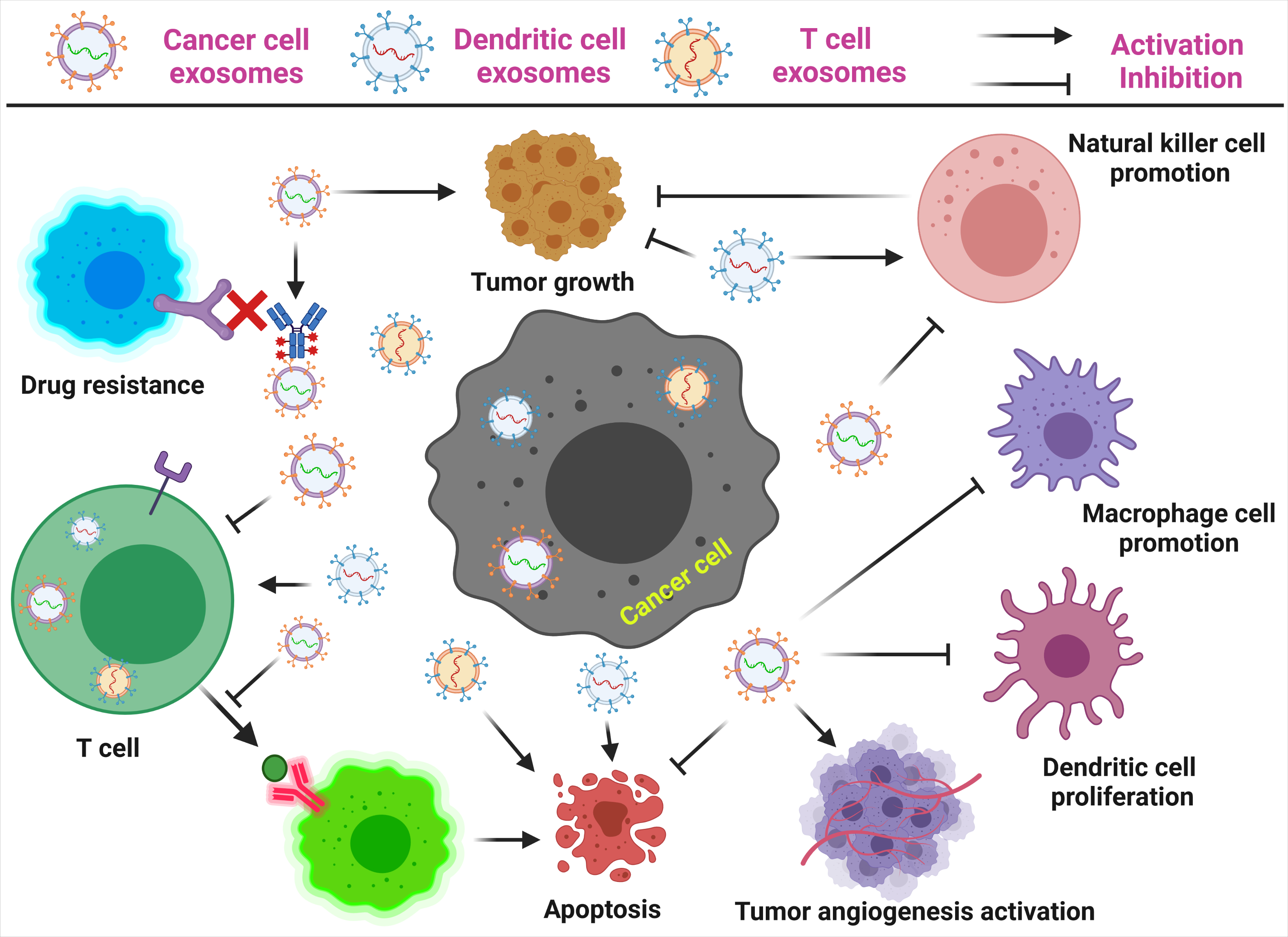 Cells | Free Full-Text | Extracellular Vesicles (Exosomes) as Immunosuppressive Mediating ...