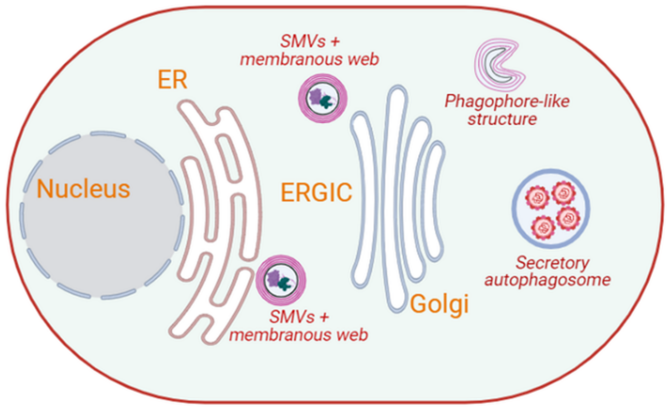 How Viruses Hijack and Modify the Secretory Transport Pathway