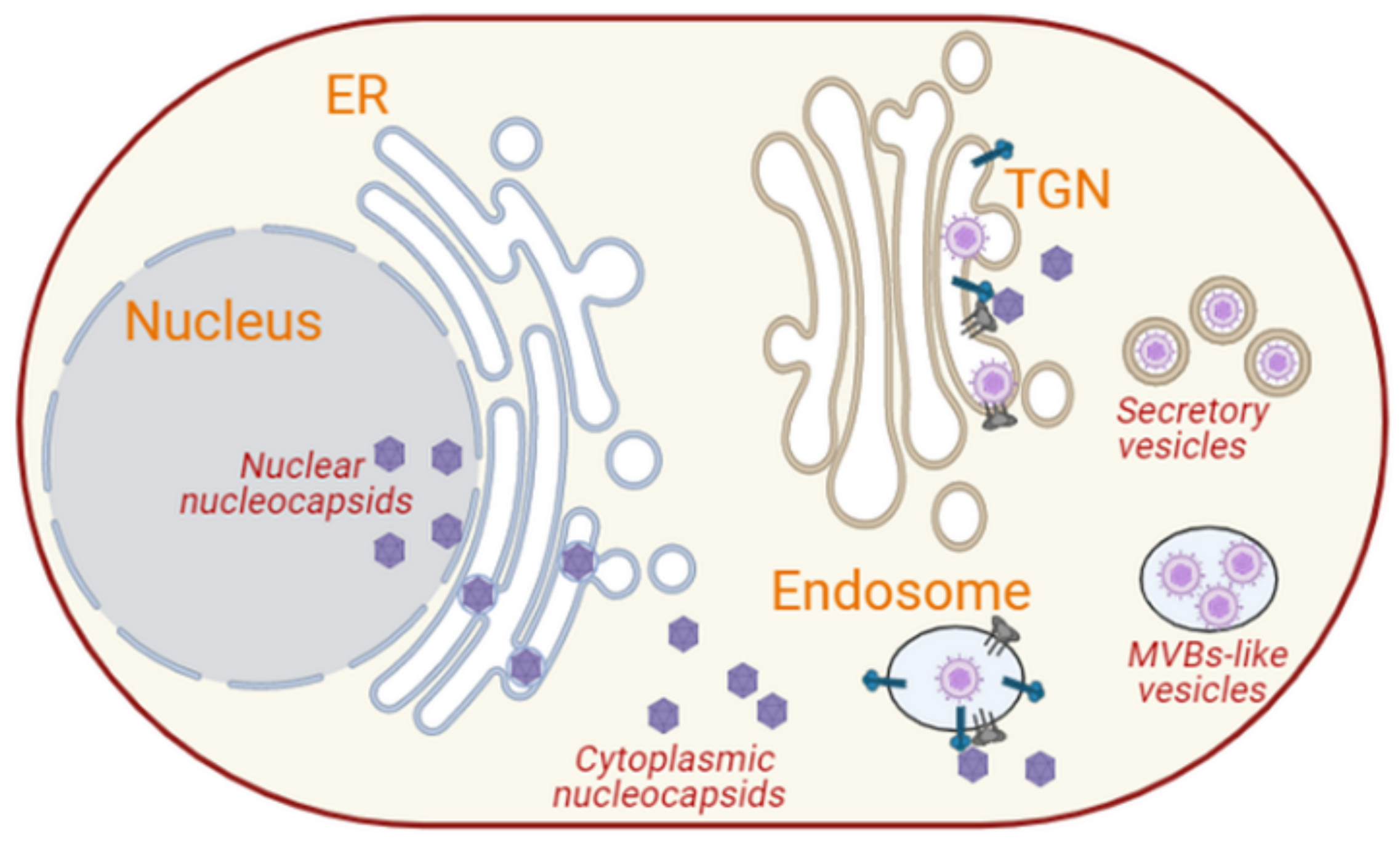 Secretory Vesicle In Animal Cell