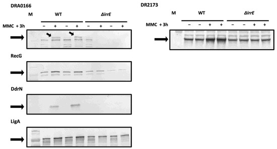 Characterization of the Radiation Desiccation Response Regulon of the ...