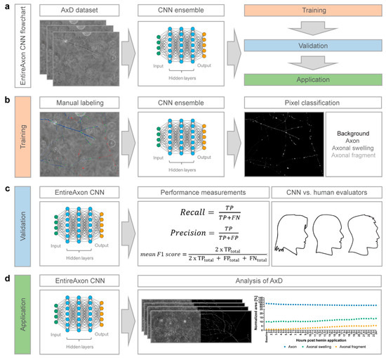 Cells | Free Full-Text | Deep Learning to Decipher the Progression and ...