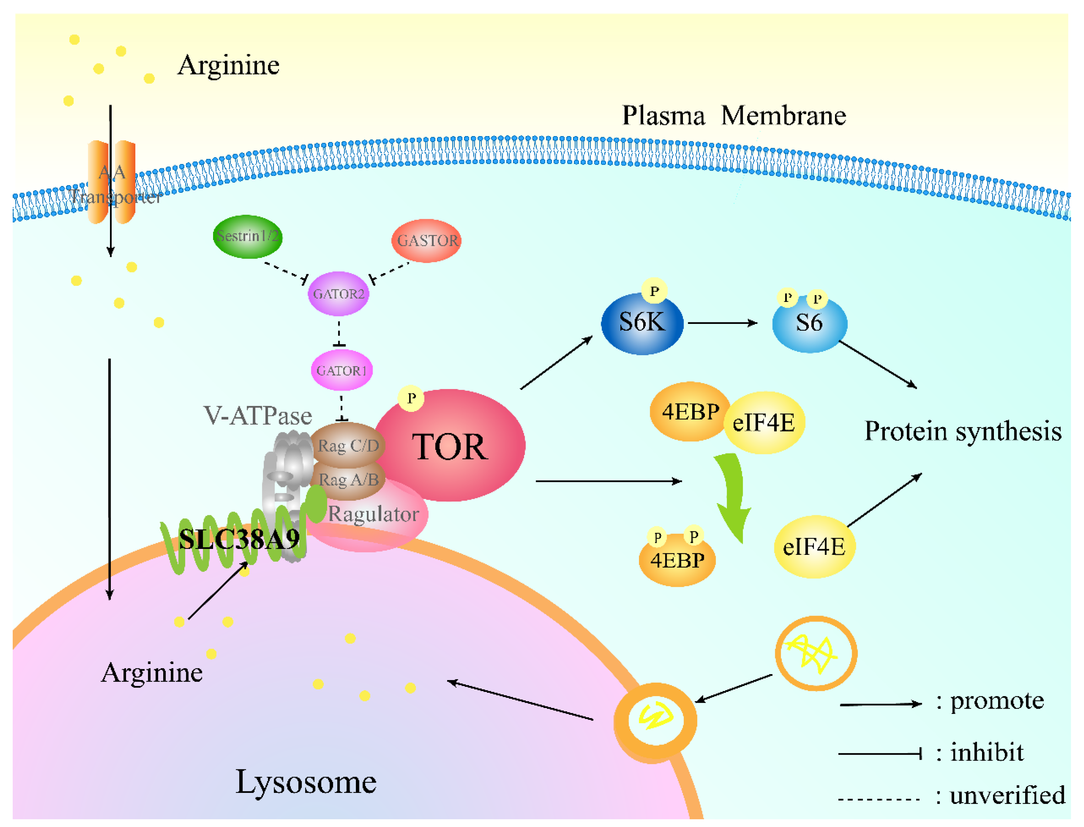Arginine Regulates TOR Signaling Pathway through SLC38A9 in Abalone ...