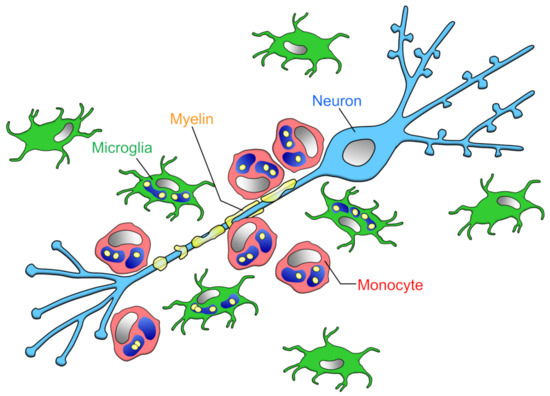 Cells | Free Full-Text | Comparative Review of Microglia and Monocytes ...