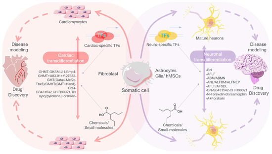 Cell Transdifferentiation and Reprogramming in Disease Modeling ...