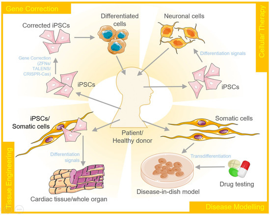 Cell Transdifferentiation and Reprogramming in Disease Modeling ...