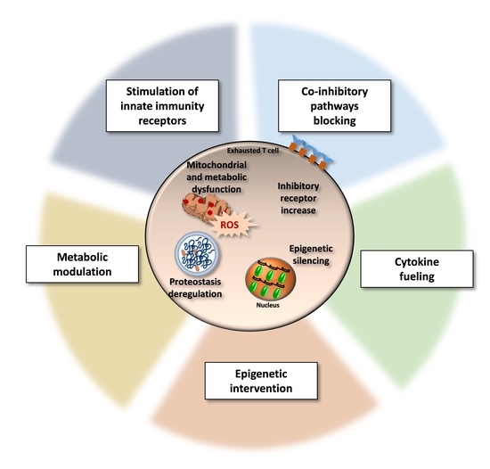 Cells | Free Full-Text | Unraveling the Multifaceted Nature of CD8 T ...