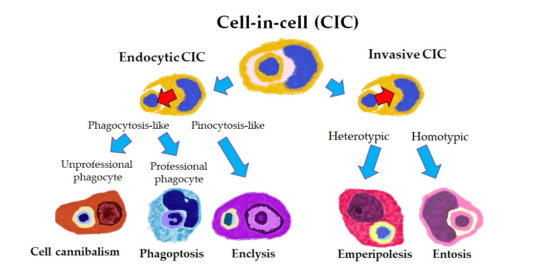 Cells | Free Full-Text | Classification of Cell-in-Cell Structures ...