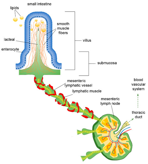 Lymphatic System Thoracic Duct Fat Absorption