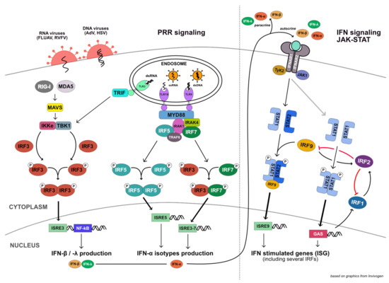 Cells | Free Full-Text | Comparative Analysis of Six IRF Family Members ...