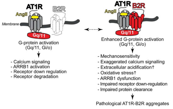 Cells | Free Full-Text | Pathological AT1R-B2R Protein Aggregation and ...